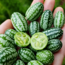 Oka melon (Cucumis melo) | Terre promise